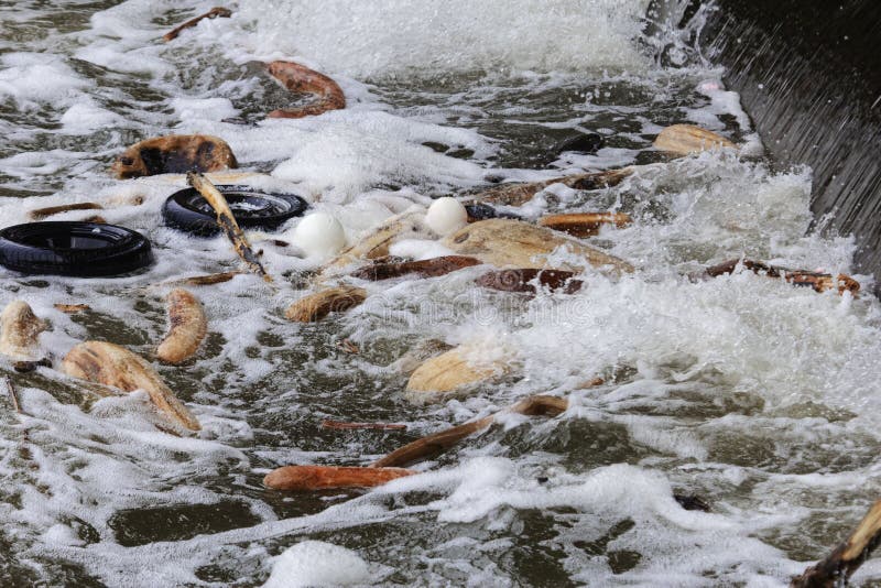 Triftwood, Plastic Waste and Old Tires in a River Stock Image - Image ...