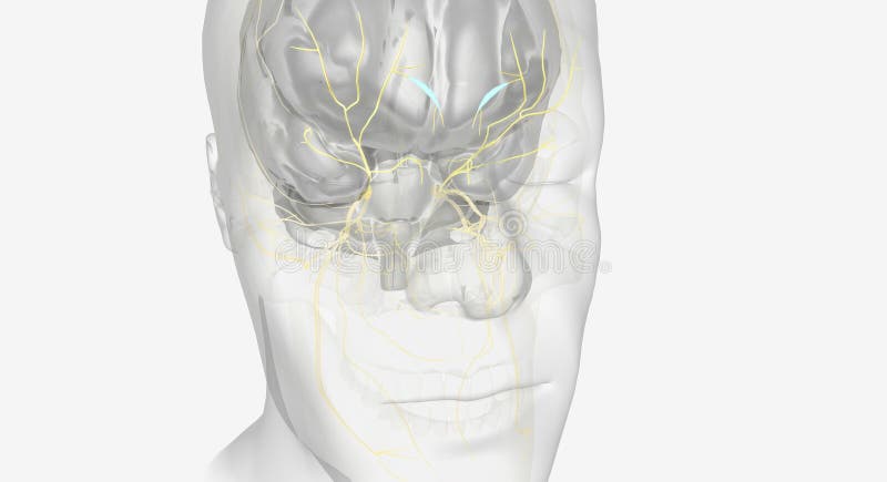 Trigeminal Nerve and Ophthalmic Nerve Stock Illustration - Illustration ...