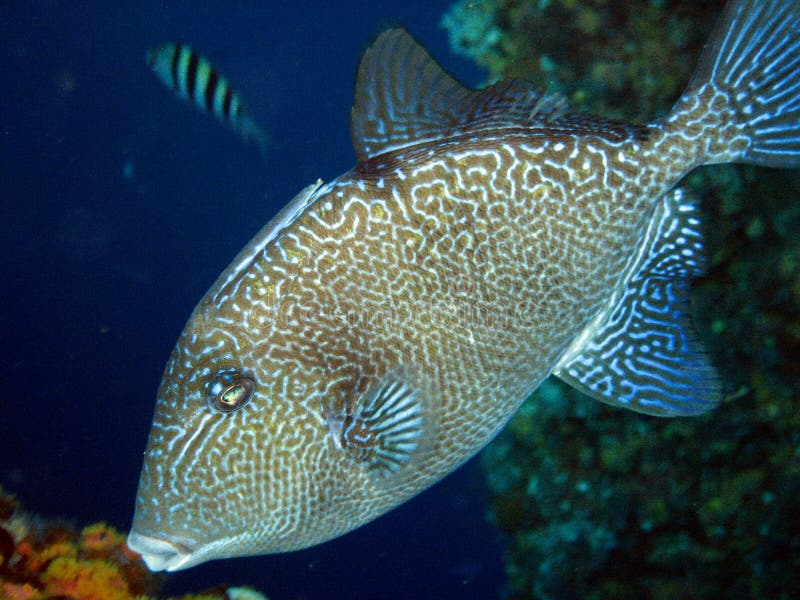 Trigger Fish stock photo. Image of mexico, trigger, close - 2114604