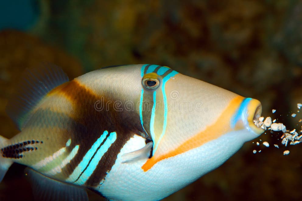 Trigger Fish stock image. Image of puffer, catfish, shark - 2311473