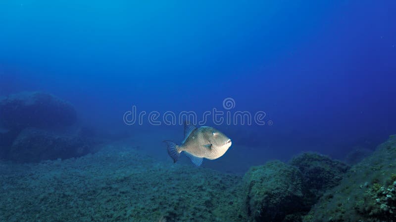 Trigger for a Blue Plastic Water Gun Stock Image - Image of plastic ...