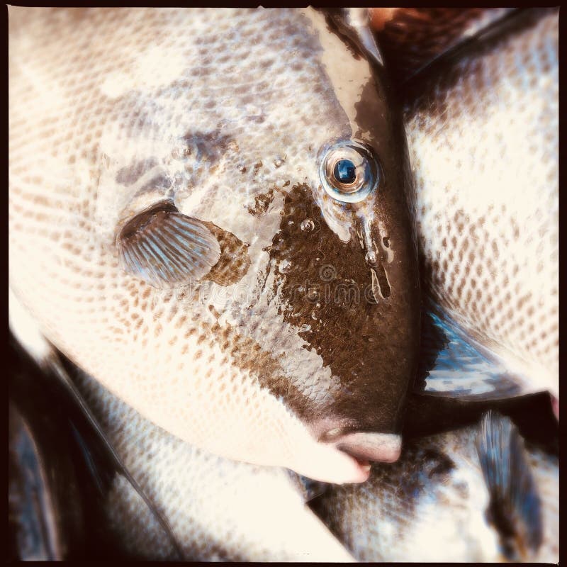 Trigger fish stock photo. Image of fresh, face, marine - 115873874