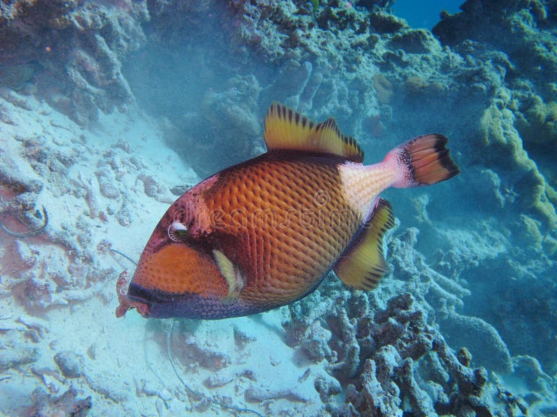 Trigger fish stock photo. Image of scuba, fish, tropicalfish - 35990118