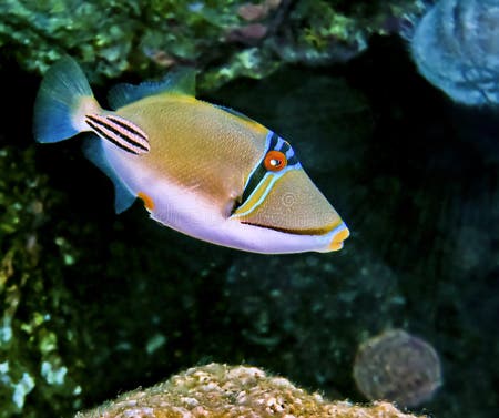Trigger-fish Picasso stock image. Image of color, animal - 15845517