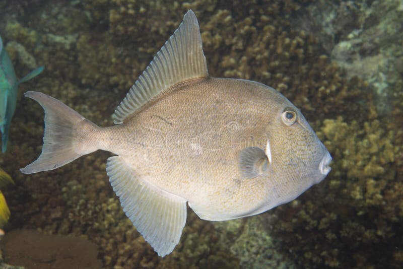 Trigger fish stock photo. Image of state, hawaii, ocean - 35663928