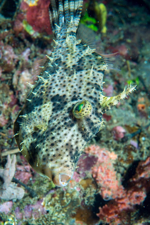Trigger Fish Underwater Close Up Portrait Stock Image - Image of ...