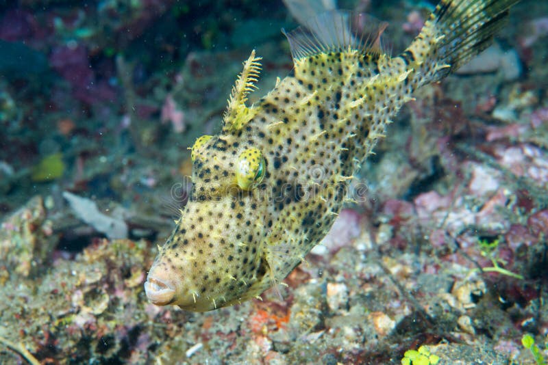 Trigger Fish Underwater Close Up Portrait Stock Photo - Image of ...