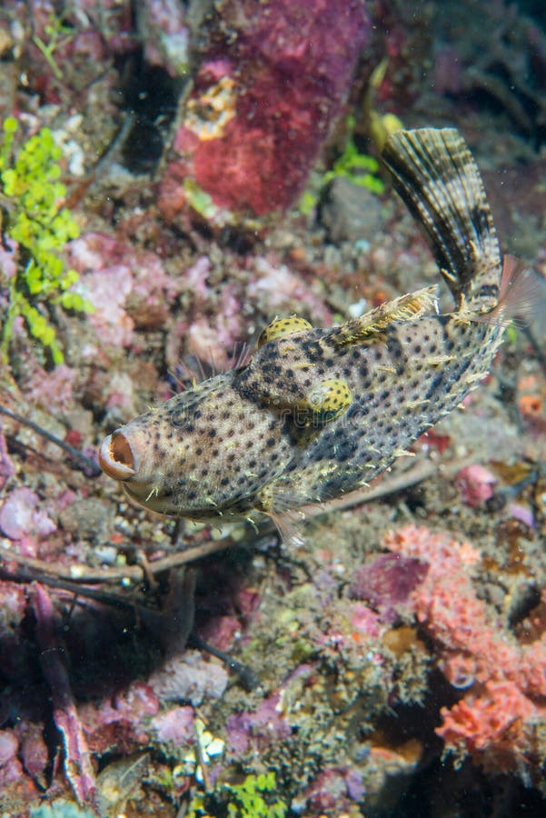 Trigger Fish Underwater Close Up Portrait Stock Photo - Image of clown ...