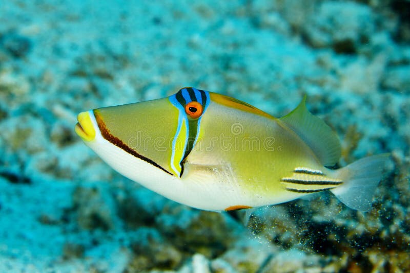 Triggerfische, Fische Im Roten Meer Stockbild - Bild von blau, rüber ...