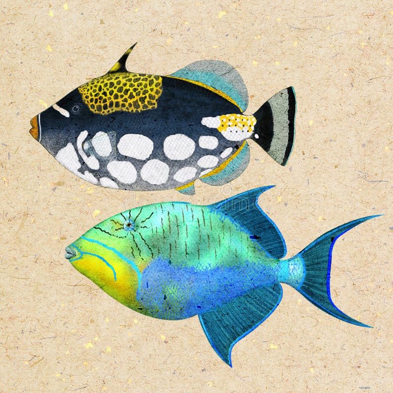 Triggerfish illustration stock. Illustration du scaphandre - 49403471