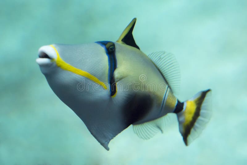 Colorful Triggerfish In Coral Reef. Tropical Seashore Inhabitants ...