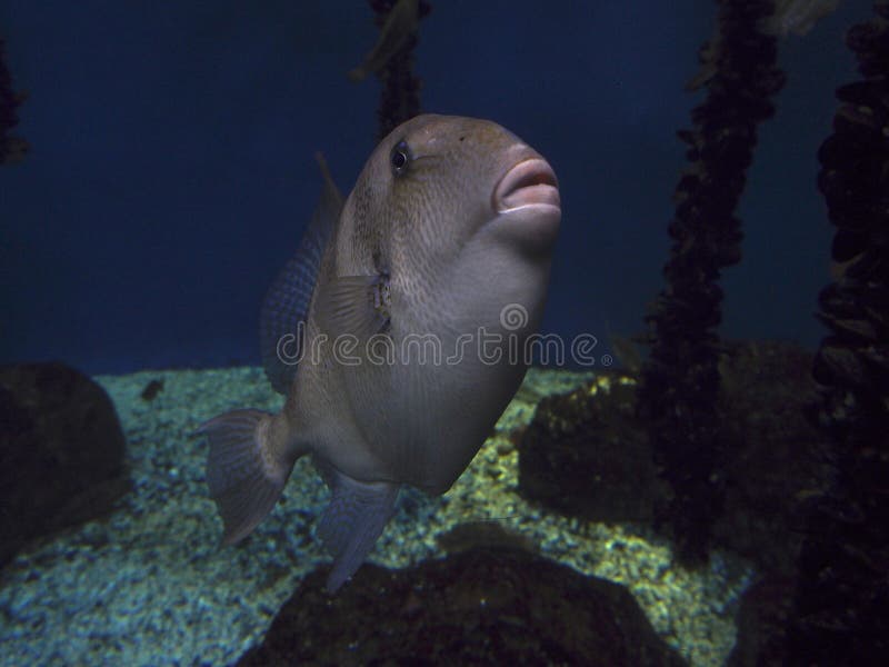 Triggerfish grey stock photo. Image of water, acuario - 80664794