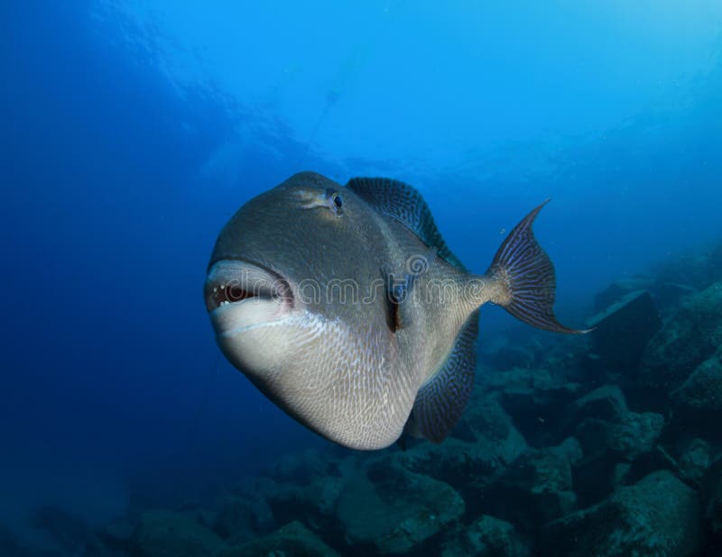 Triggerfish Happily Posing Front Camera Blue Sea Stock Photos - Free ...