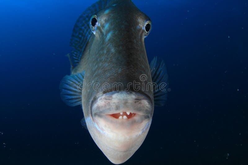 Triggerfish Happily Posing in Front of the Camera in the Blue of the ...