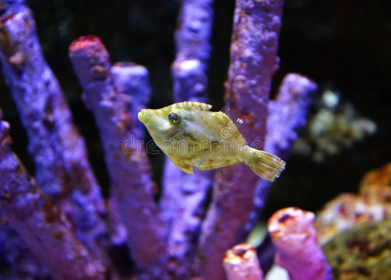 Triggerfish stock photo. Image of scuba, humuhumunukunuku - 54382890