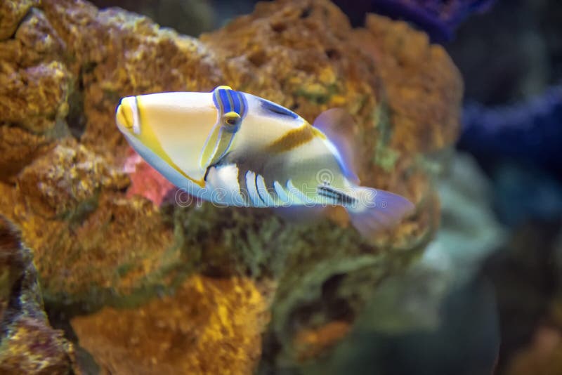 Triggerfish swimming stock image. Image of high, predators - 231973957