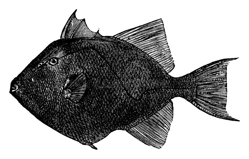 Triggerfish Stock Illustrations – 252 Triggerfish Stock Illustrations ...