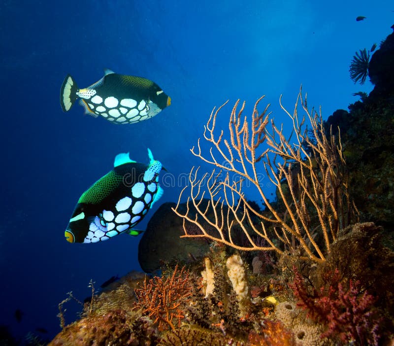 Triggerfishes del payaso imagen de archivo. Imagen de tropical - 17496437