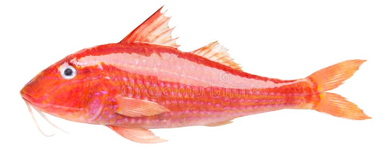 Pesce Della Triglia Isolato Su Bianco Fotografia Stock - Immagine di ...