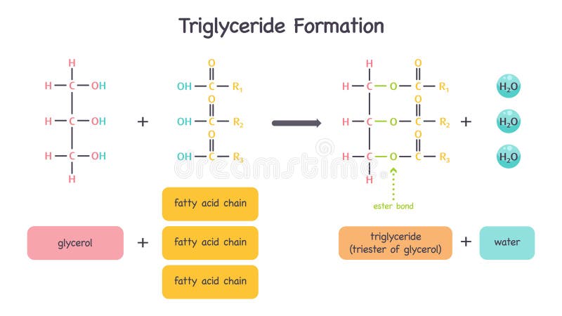 Formation of Triglycerides from Glycerol and Fatty Acids Science Vector ...