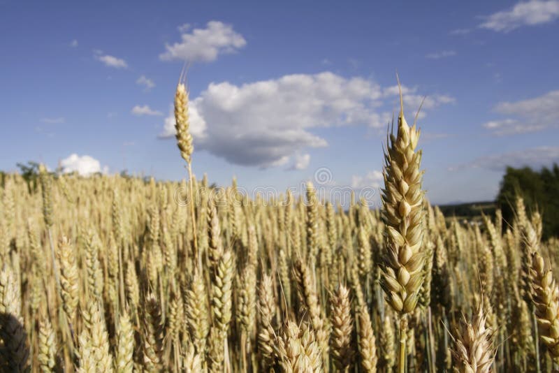 Trigo foto de stock. Imagem de sementes, trigo, agricultura - 1017148