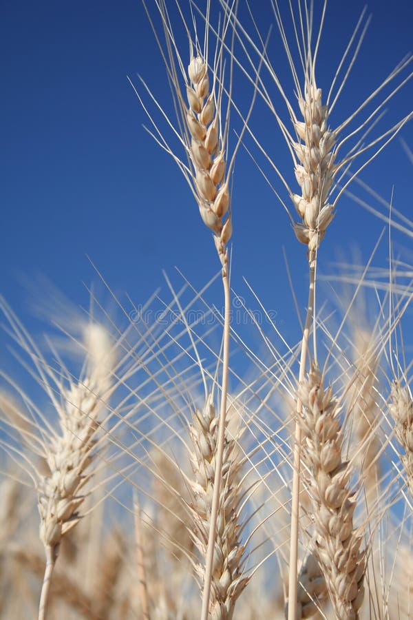 Trigo foto de archivo. Imagen de cosecha, harina, salud - 1049254