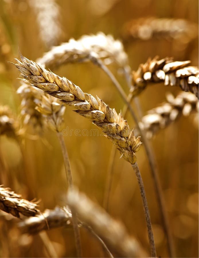 Trigo imagen de archivo. Imagen de cosecha, trigo, puntos - 10809801