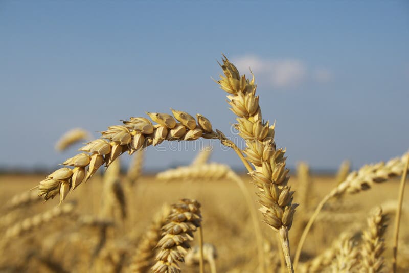 Campo de trigo. imagen de archivo. Imagen de verano, bala - 13484281