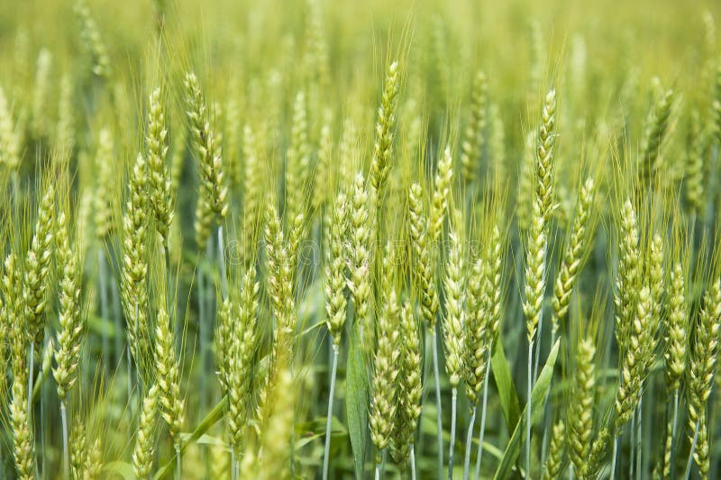 Trigo foto de archivo. Imagen de exterior, sano, fresco - 14551816
