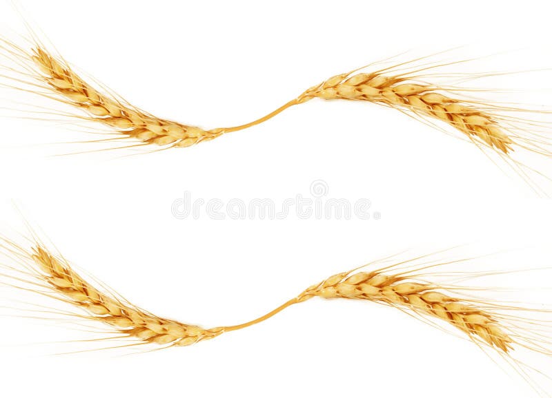 Trigo foto de archivo. Imagen de comida, macro, alimento - 30699854