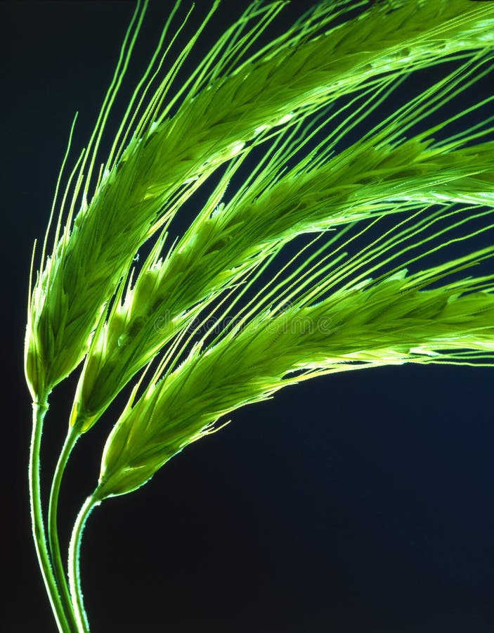 Trigo imagem de stock. Imagem de rural, trigo, campo, agricultura - 3140667