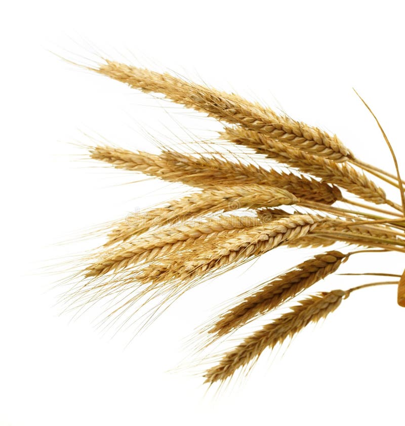 Trigo aislado sobre blanco imagen de archivo. Imagen de crezca - 18022331