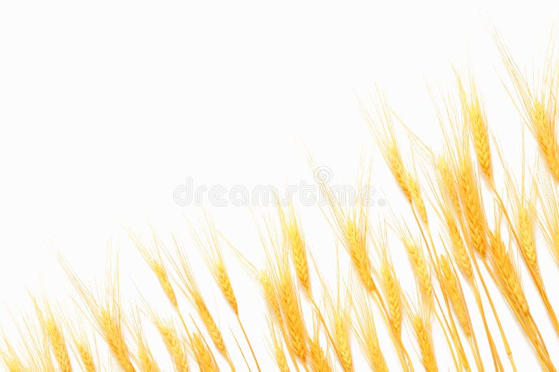 Trigo aislado en blanco imagen de archivo. Imagen de rico - 20174963
