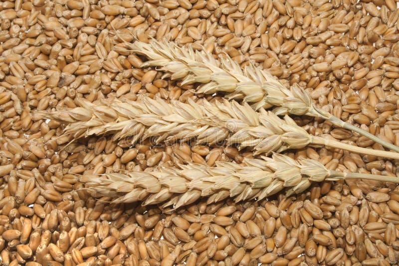 Trigo Aislado Sobre Fondo Blanco Foto de archivo - Imagen de cosecha ...