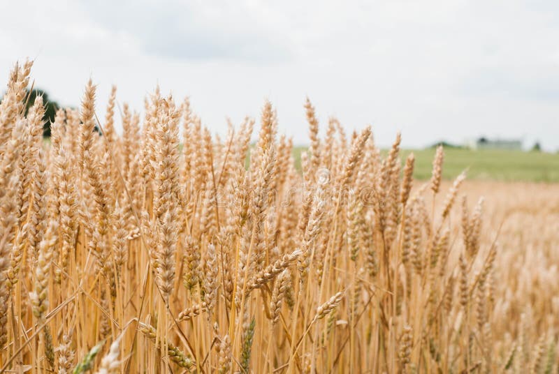 Trigo Amarillo Que Crece En Un Campo De Granja Imagen de archivo ...