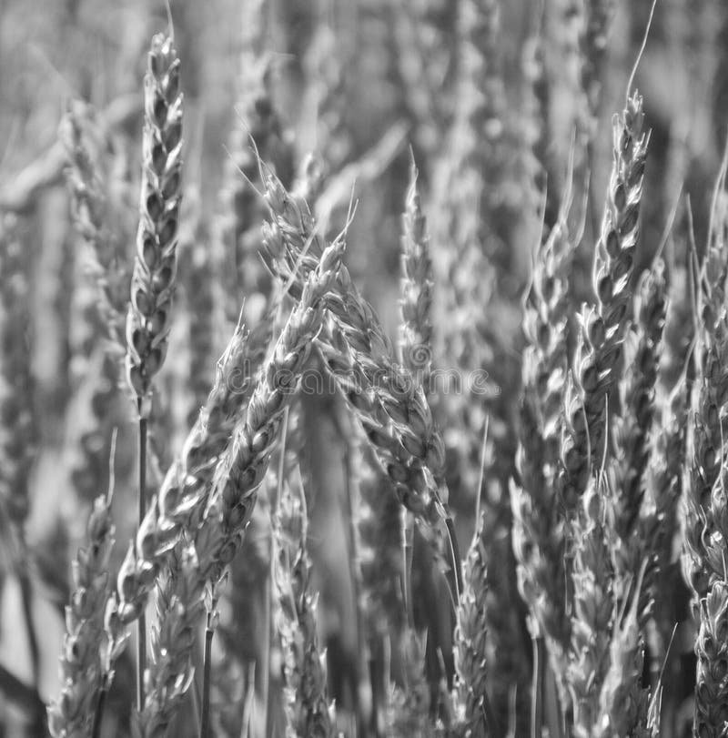 Trigo blanco y negro imagen de archivo. Imagen de suavemente - 72034259
