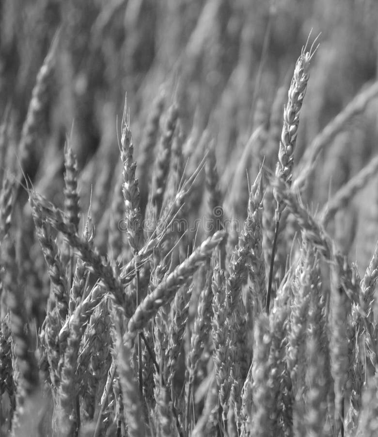 Trigo blanco y negro imagen de archivo. Imagen de suavemente - 72034259