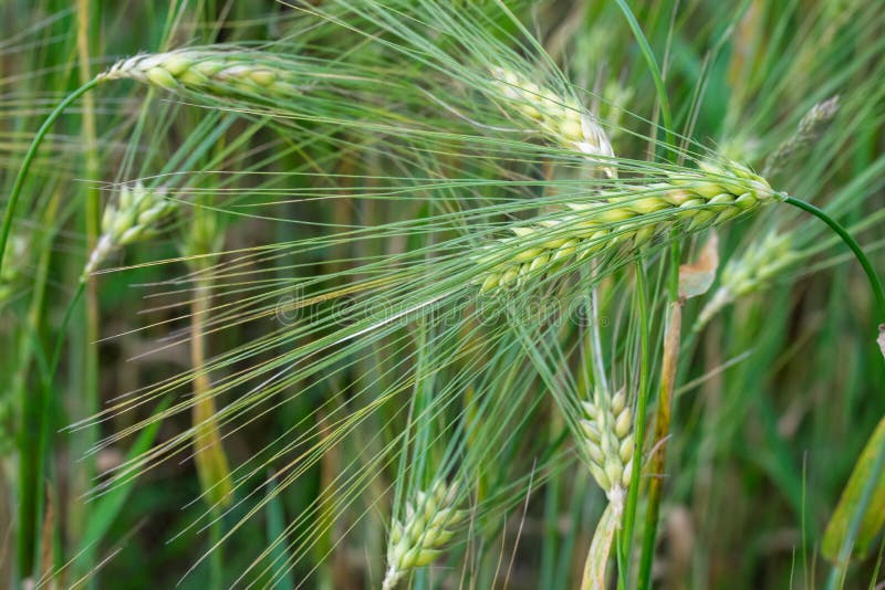 Trigo Común, Triticum Aestivum, Spelta De La Variedad Foto de archivo ...
