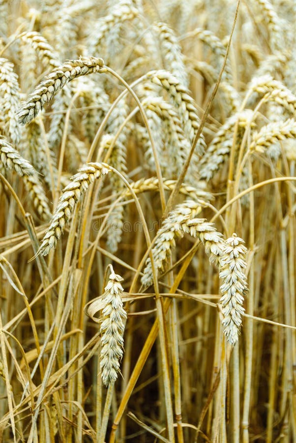 Trigo Común, Triticum Aestivum, Spelta De La Variedad Foto de archivo ...