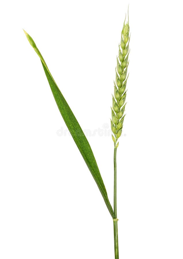 Trigo Común (Triticum Aestivum) Foto de archivo - Imagen de travieso ...