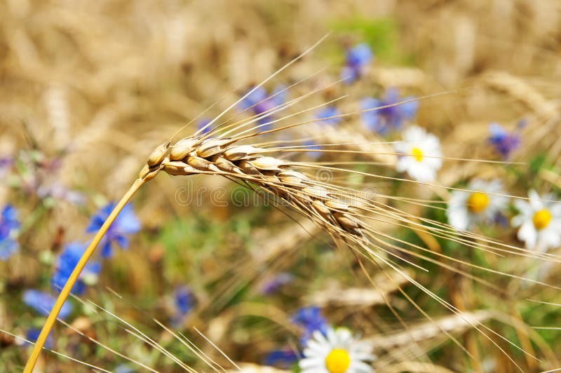 Trigo com flores imagem de stock. Imagem de orgânico - 16851553