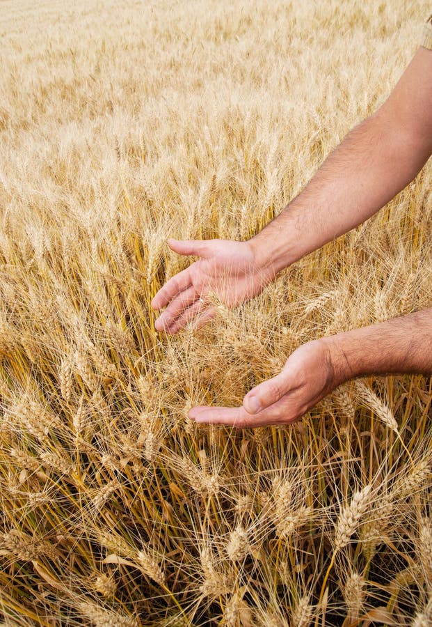 Trigo Conmovedor De La Mano Masculina Imagen de archivo - Imagen de ...