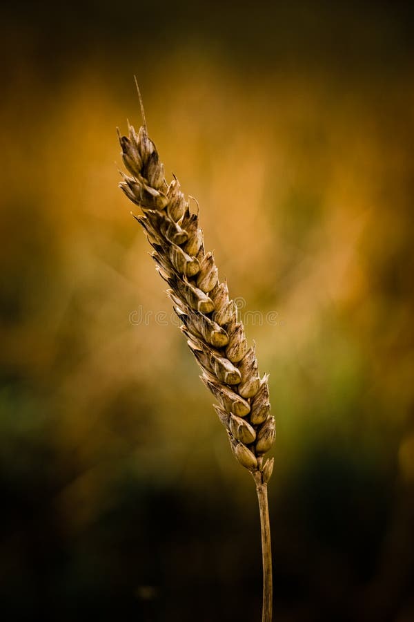 Granos, Oídos Del Trigo, Harina, Pan Y Panecillo En Una Tabla De Madera ...