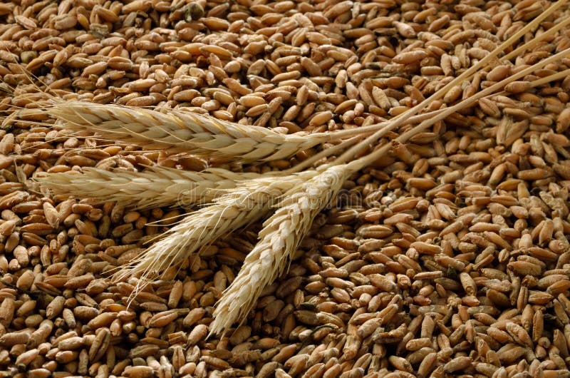Semilla De La Siembra Del Trigo Imagen de archivo - Imagen de agricultura, primer: 38982195