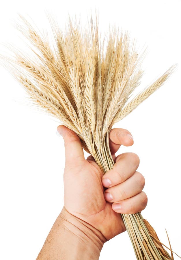 Trigo Del Asimiento De La Mano Foto de archivo - Imagen de coseche ...