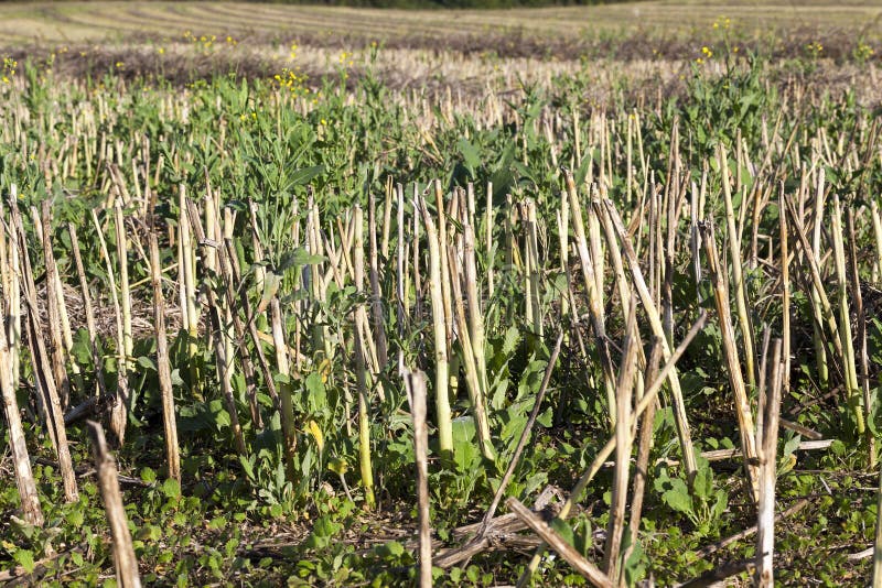 Restolho do trigo foto de stock. Imagem de terra, fazenda - 45084172