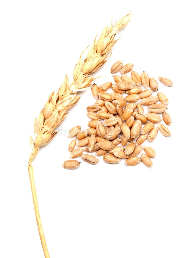Trigo en blanco imagen de archivo. Imagen de blanco - 102211983