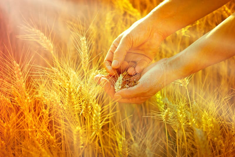 Manos en trigo foto de archivo. Imagen de centeno, cosechas - 26196614