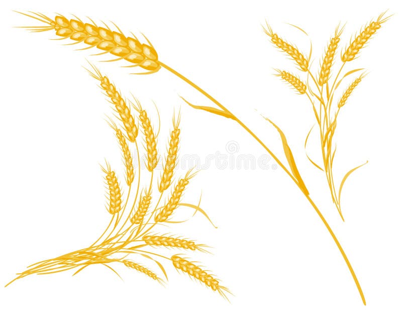 Trigo, Modelo De Vetor Com O Arquivo Do EPS Do Vetor Ilustração do ...