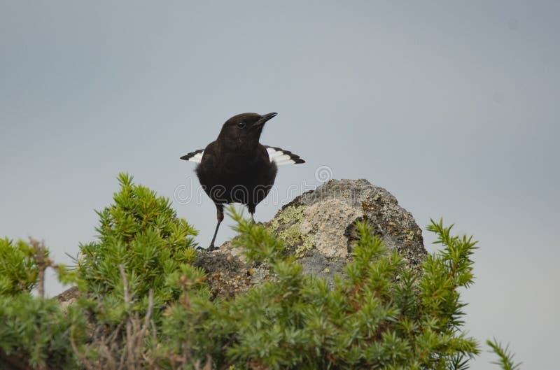 Trigo Negro En El Campo En Verano Imagen de archivo - Imagen de europa ...